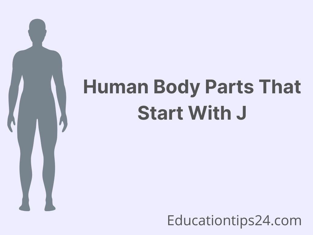 Human Body Parts That Start With J A Complete List Of Essential Words 