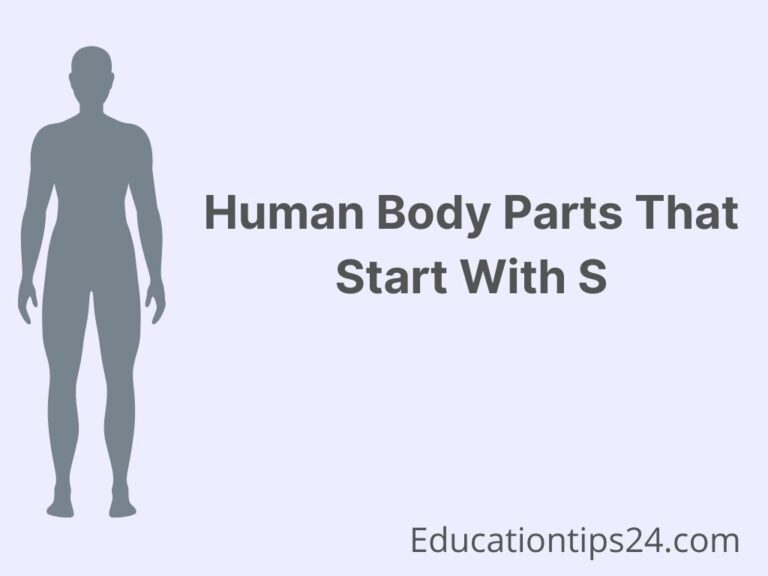 Human Body Parts That Start With S | 45+ Essential Parts of Human Body